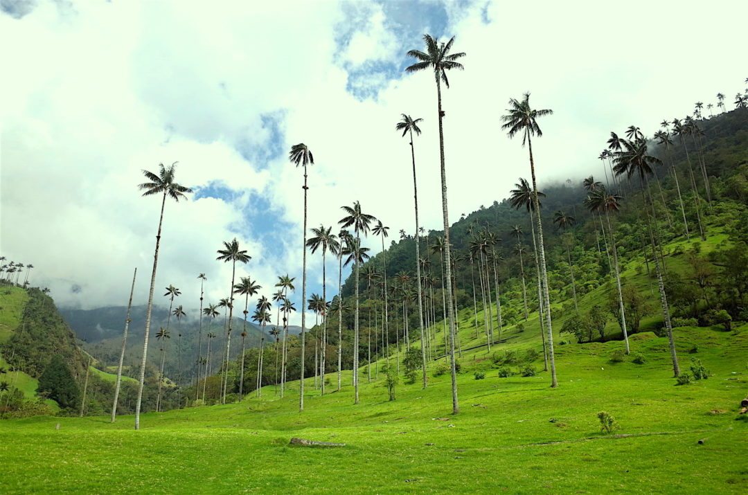 Guide to Hiking the Spectacular Cocora Valley in Colombia