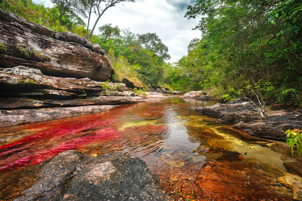 Caño Cristales: The Most Beautiful River in the World