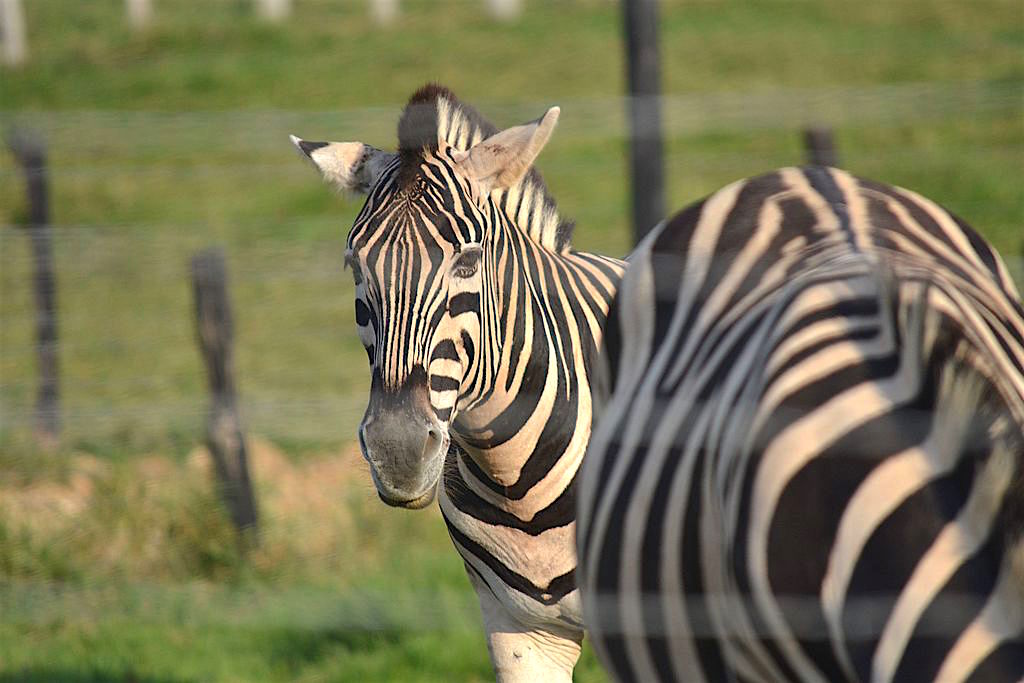 Hacienda Napoles: Pablo Escobar's Former Estate Turned Theme Park