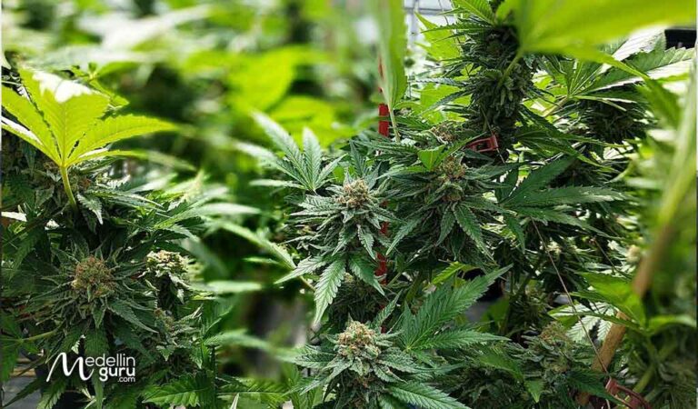 Colombia Cannabis: A Guide to Recreational and Medical Cannabis Laws